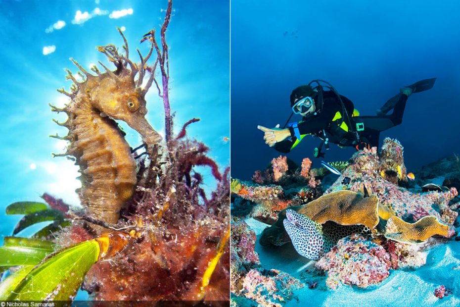 Underwater Photography by Greek photographer Nicholas Samaras